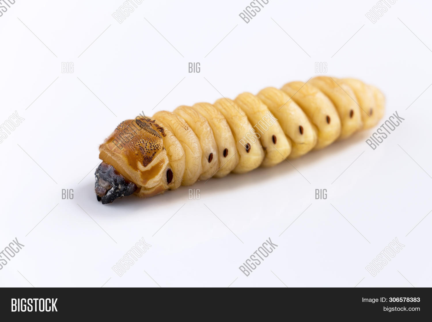 Beetle Worm Scarab Image & Photo (Free Trial) | Bigstock