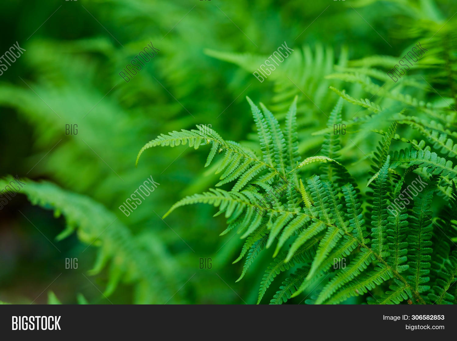 Green Fern Background. Image & Photo (Free Trial) | Bigstock