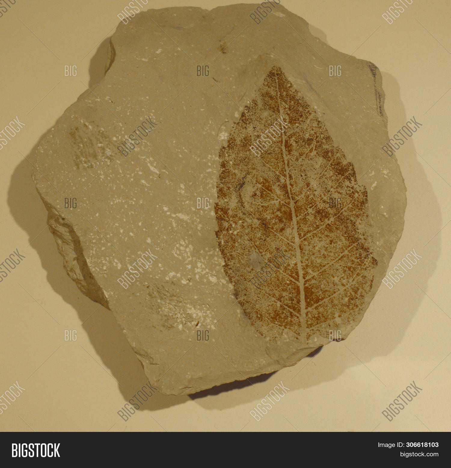 Leaf Fossil. Image & Photo (Free Trial) | Bigstock