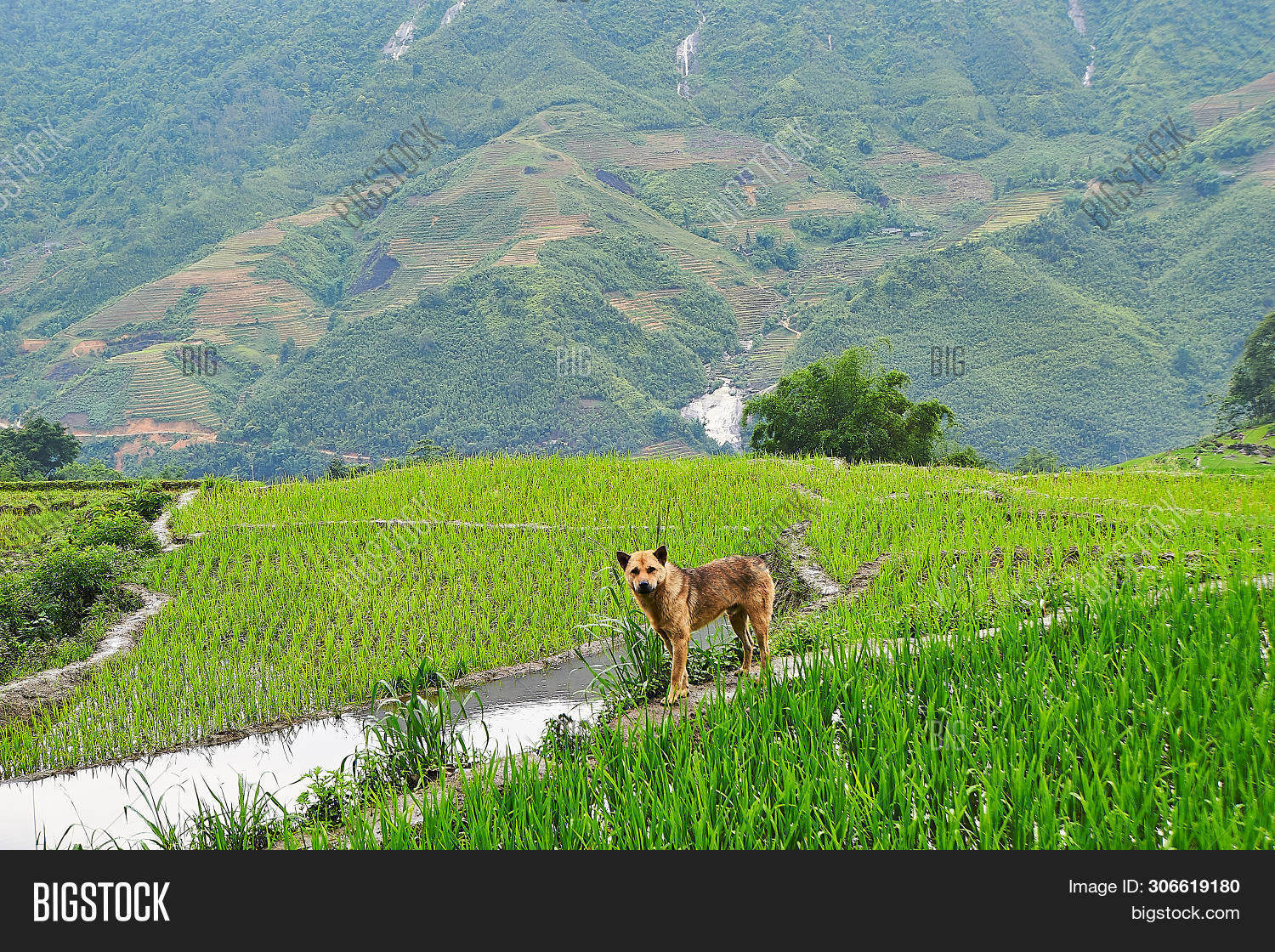 Dog Sit Front Image & Photo (Free Trial) | Bigstock