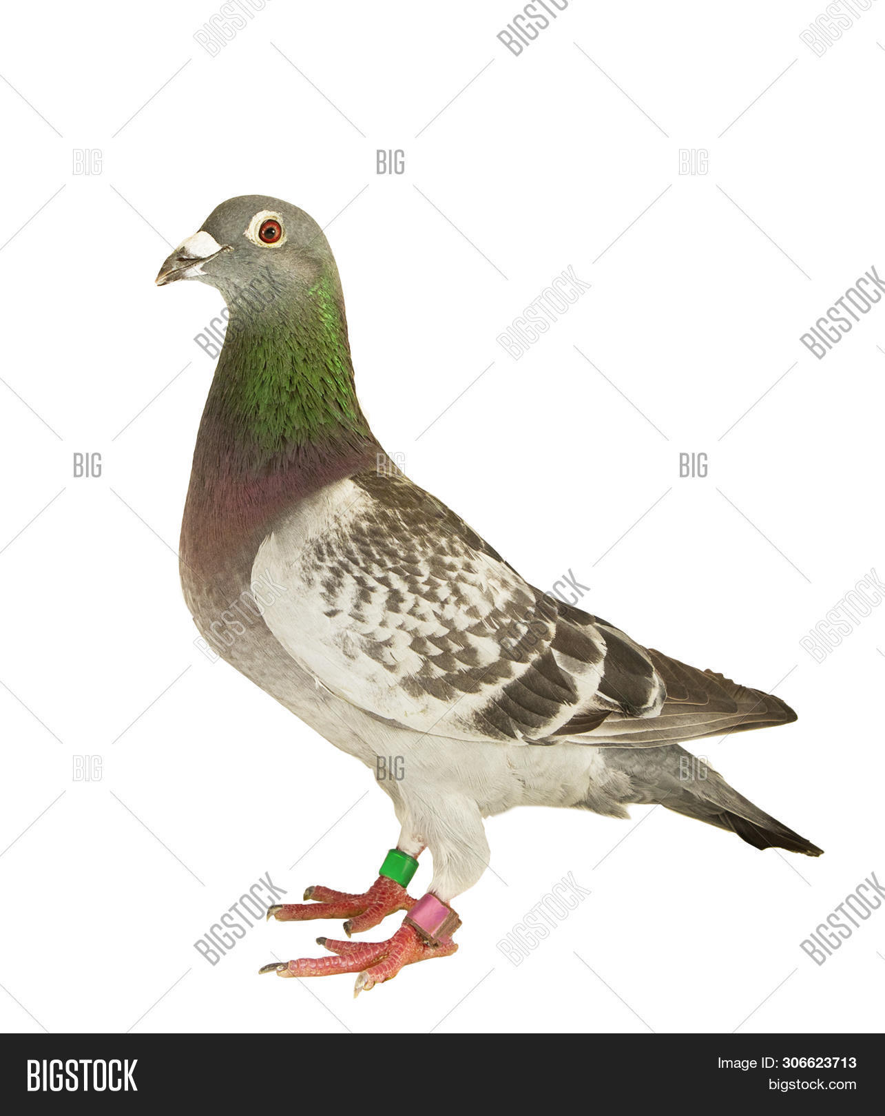 Full Body Speed Racing Image & Photo (Free Trial) | Bigstock