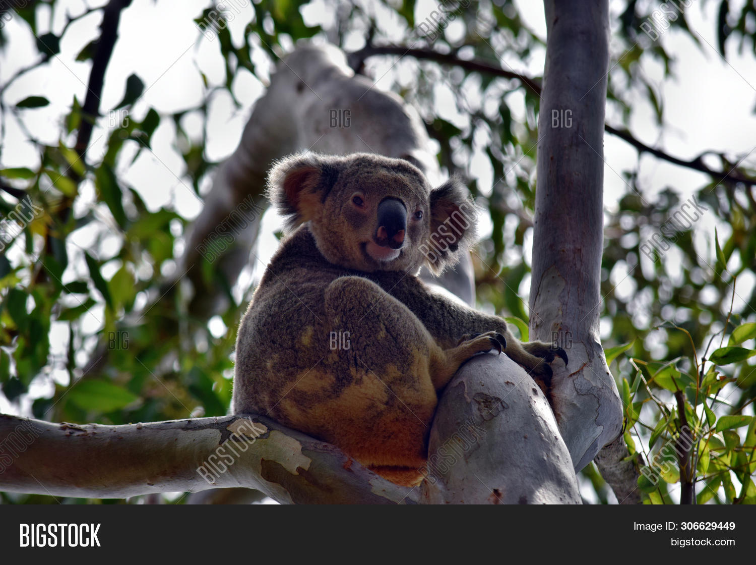 Cute Wild Koala Bear Image & Photo (Free Trial) | Bigstock