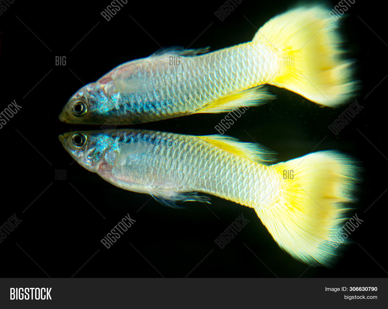 Little Fish Reflection Image & Photo (Free Trial) | Bigstock