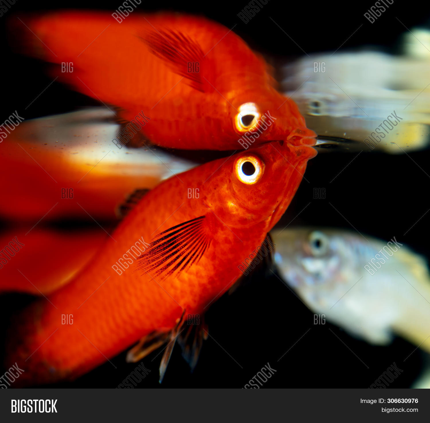 Little Fish Reflection Image & Photo (Free Trial) | Bigstock