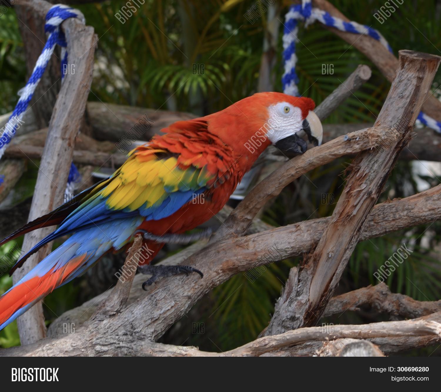 Macaw Rainbow Colored Image & Photo (Free Trial) | Bigstock