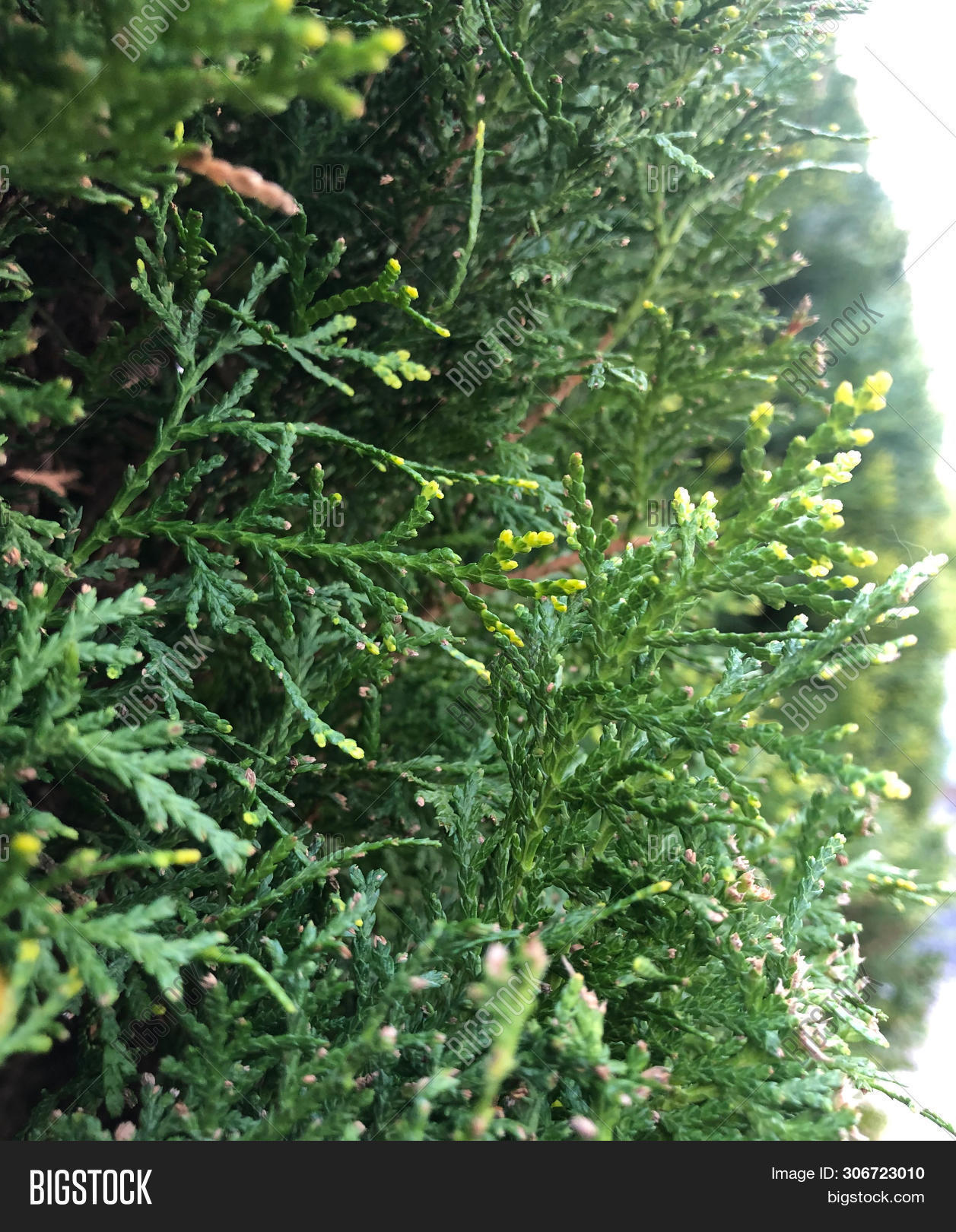 Cypress Cedar Tree Image & Photo (Free Trial) | Bigstock