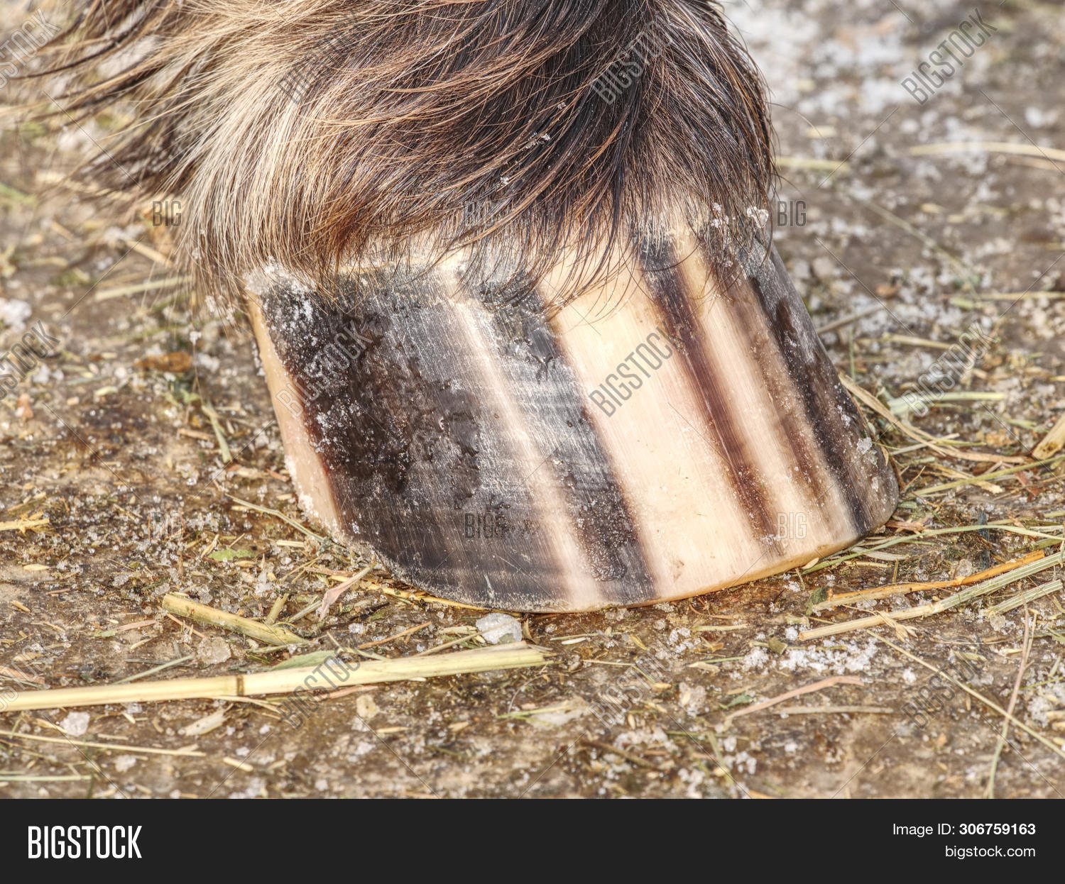 Detail Striped Horse Image & Photo (Free Trial) | Bigstock
