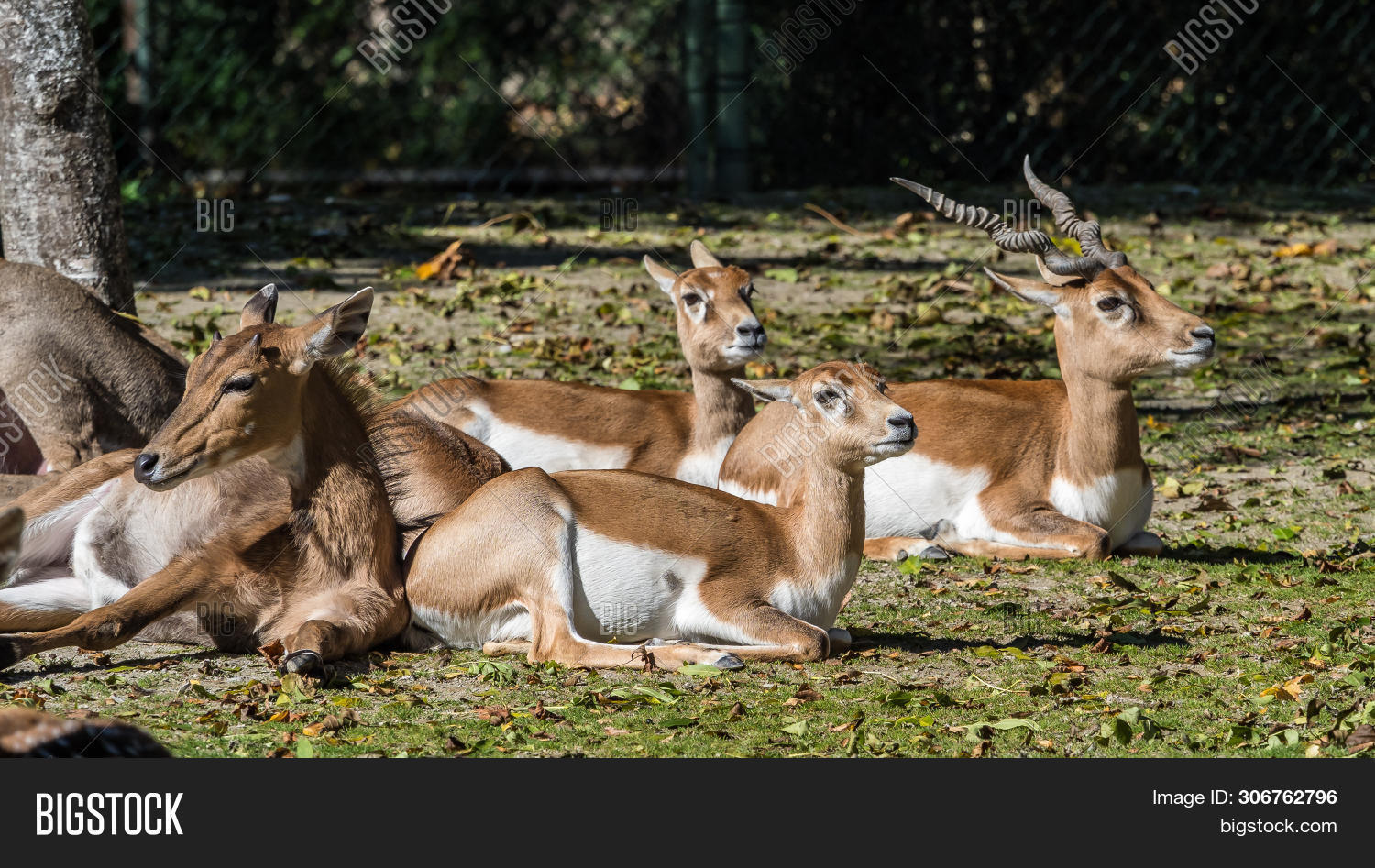 Indian Blackbuck, Image & Photo (Free Trial) | Bigstock