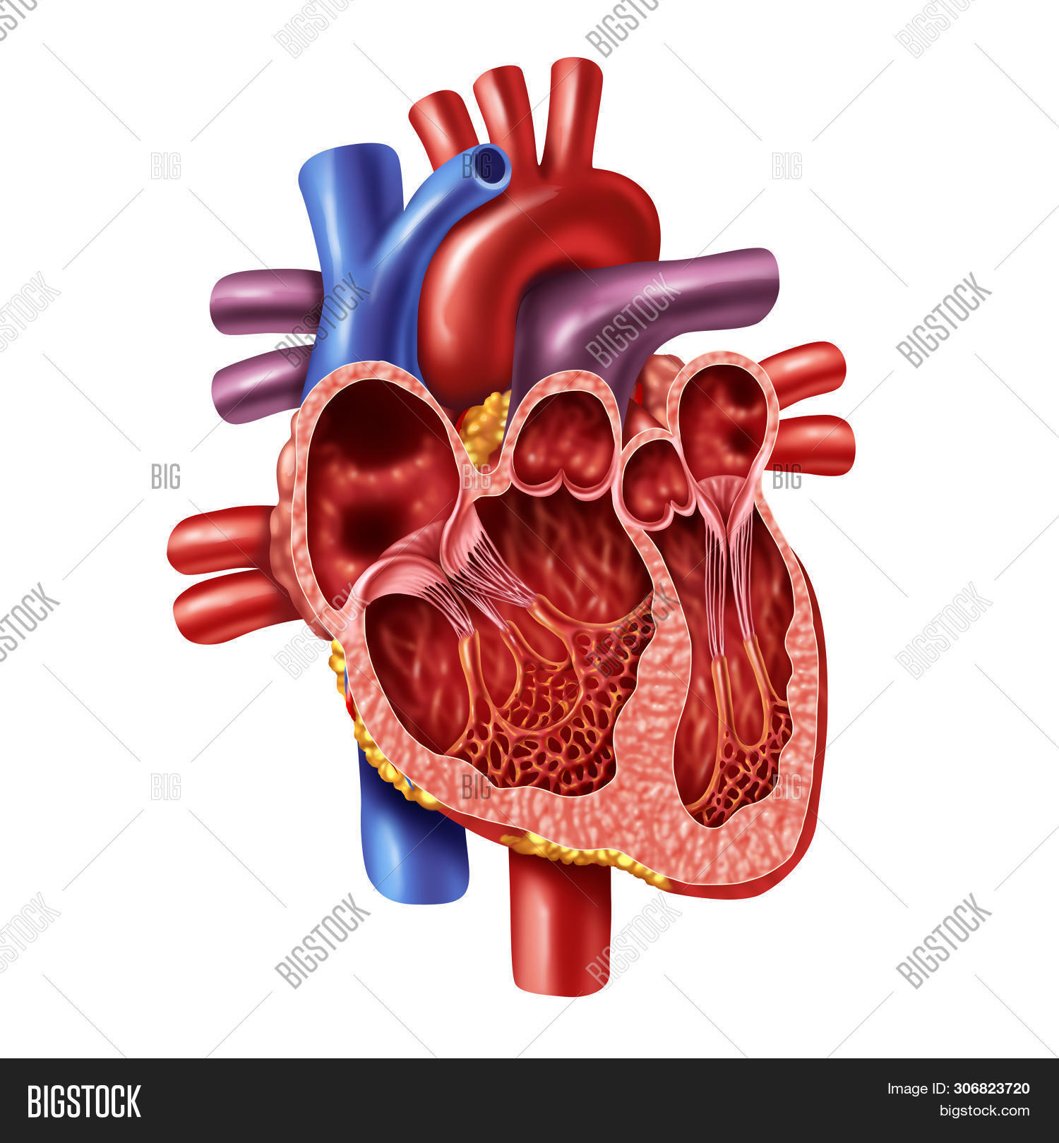 Human Heart Inner Image & Photo (Free Trial) | Bigstock