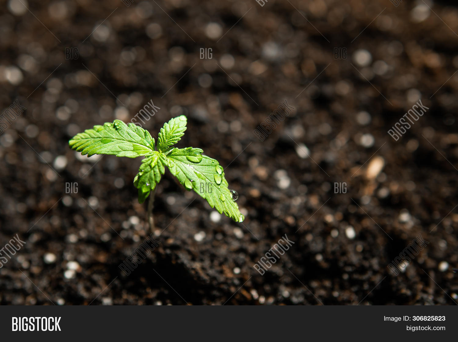 Cannabis Seedling Image & Photo (Free Trial) | Bigstock