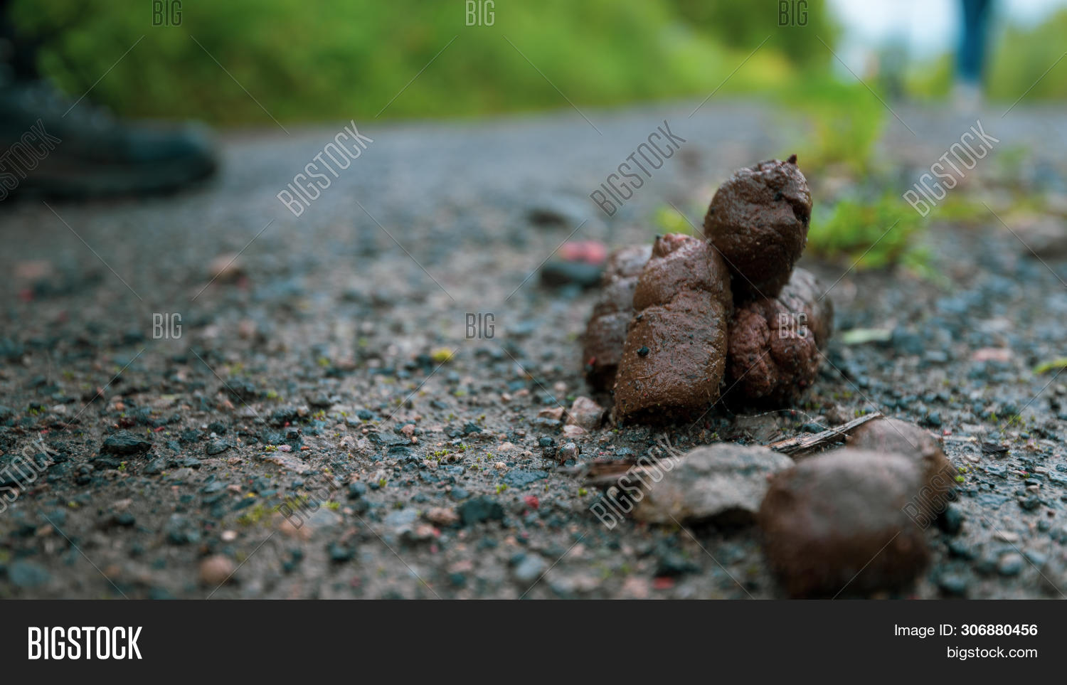 Dark Dog Poo On Street Image & Photo (Free Trial) | Bigstock
