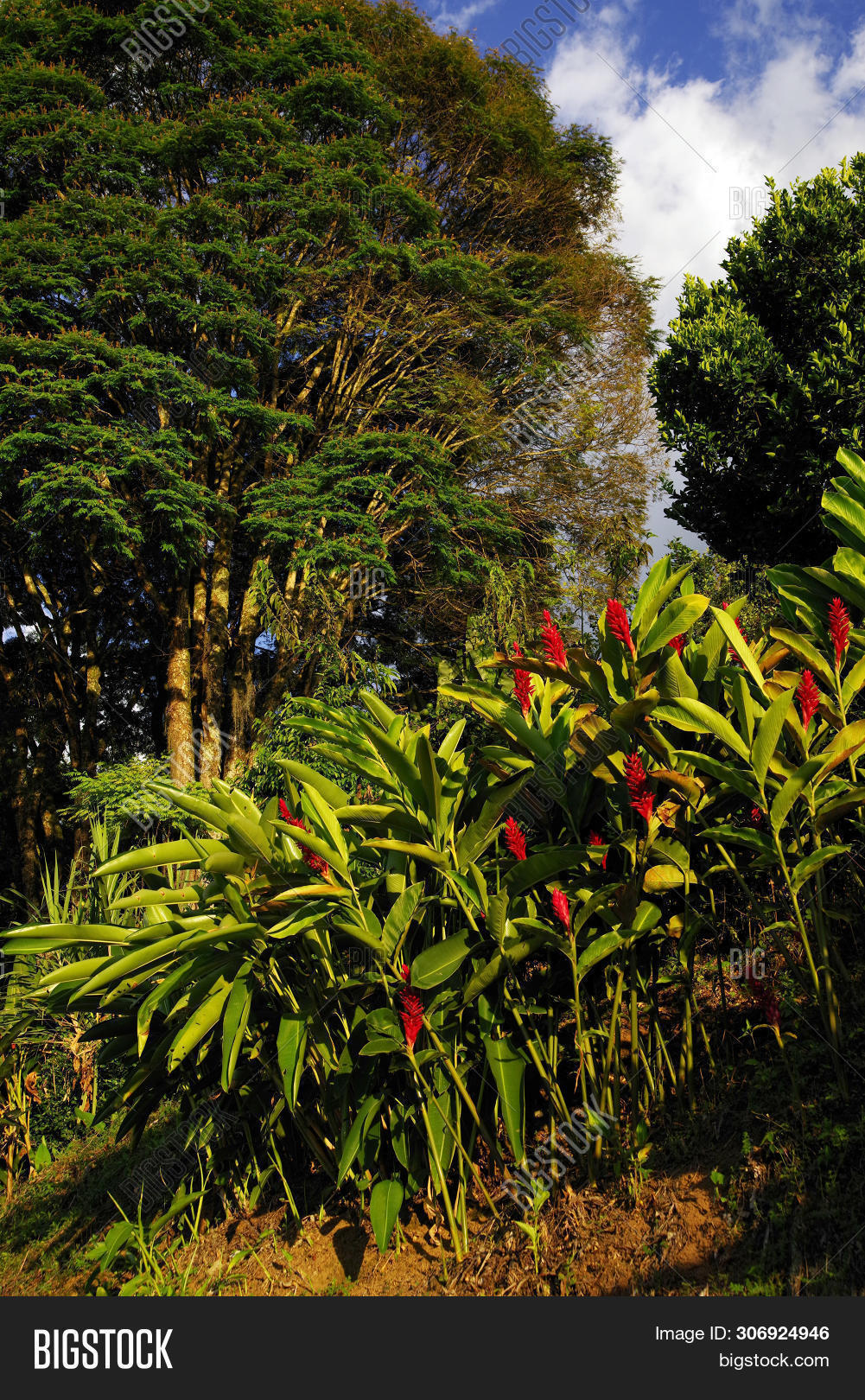 Tropical Vegetation Image & Photo (Free Trial) | Bigstock