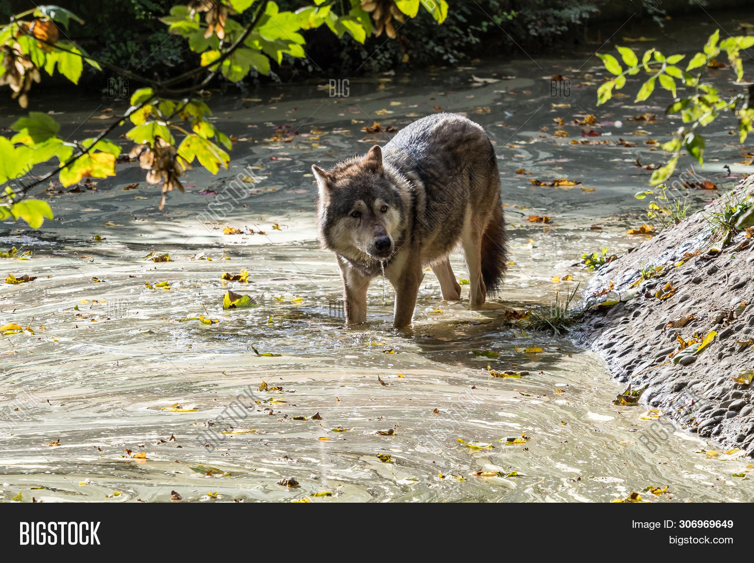 Wolf, Canis Lupus, Image & Photo (Free Trial) | Bigstock