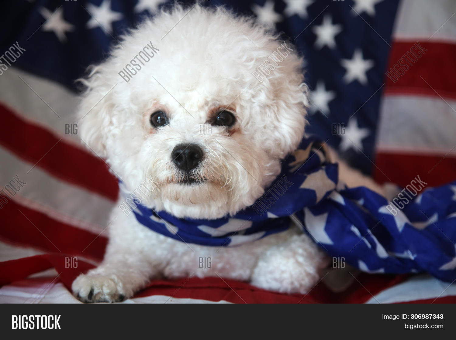 Pure Breed Bichon Image & Photo (Free Trial) | Bigstock