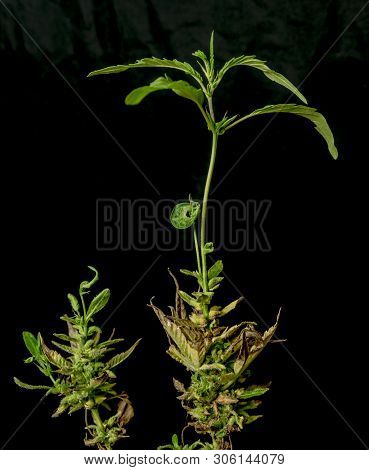 Old Sick Dry Marijuana Image & Photo (Free Trial) | Bigstock