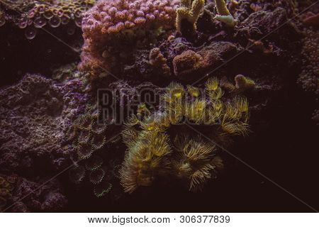 Pink Coral Reef. Image & Photo (Free Trial) | Bigstock