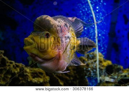 Crossbreed Cichlid Image & Photo (Free Trial) | Bigstock