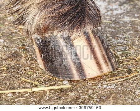 Detail Striped Horse Image & Photo (Free Trial) | Bigstock