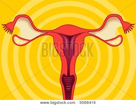 Ovary Image & Photo (Free Trial) | Bigstock