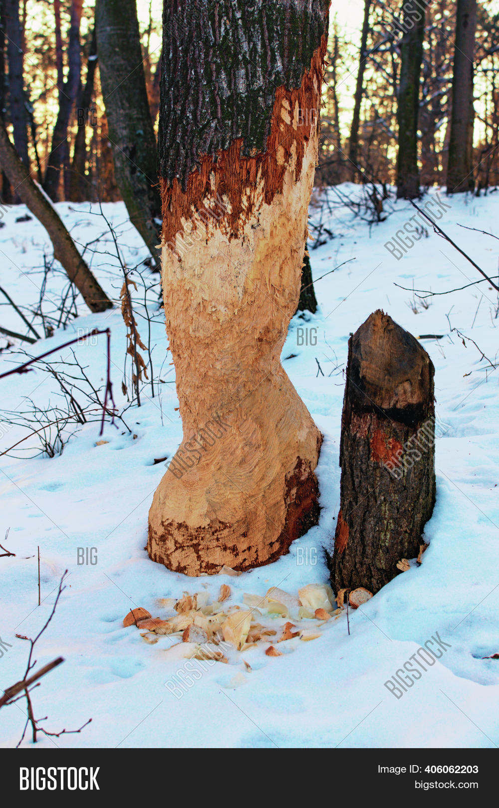 Tree Trunk Damaged By Image & Photo (Free Trial) | Bigstock