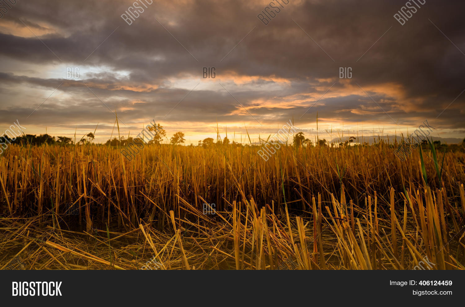 Rice Farm. Stubble Image & Photo (Free Trial) | Bigstock