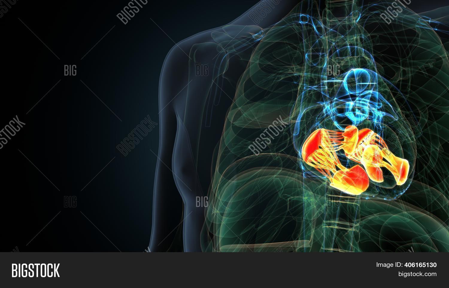 3d Render Male Human Image & Photo (Free Trial) | Bigstock