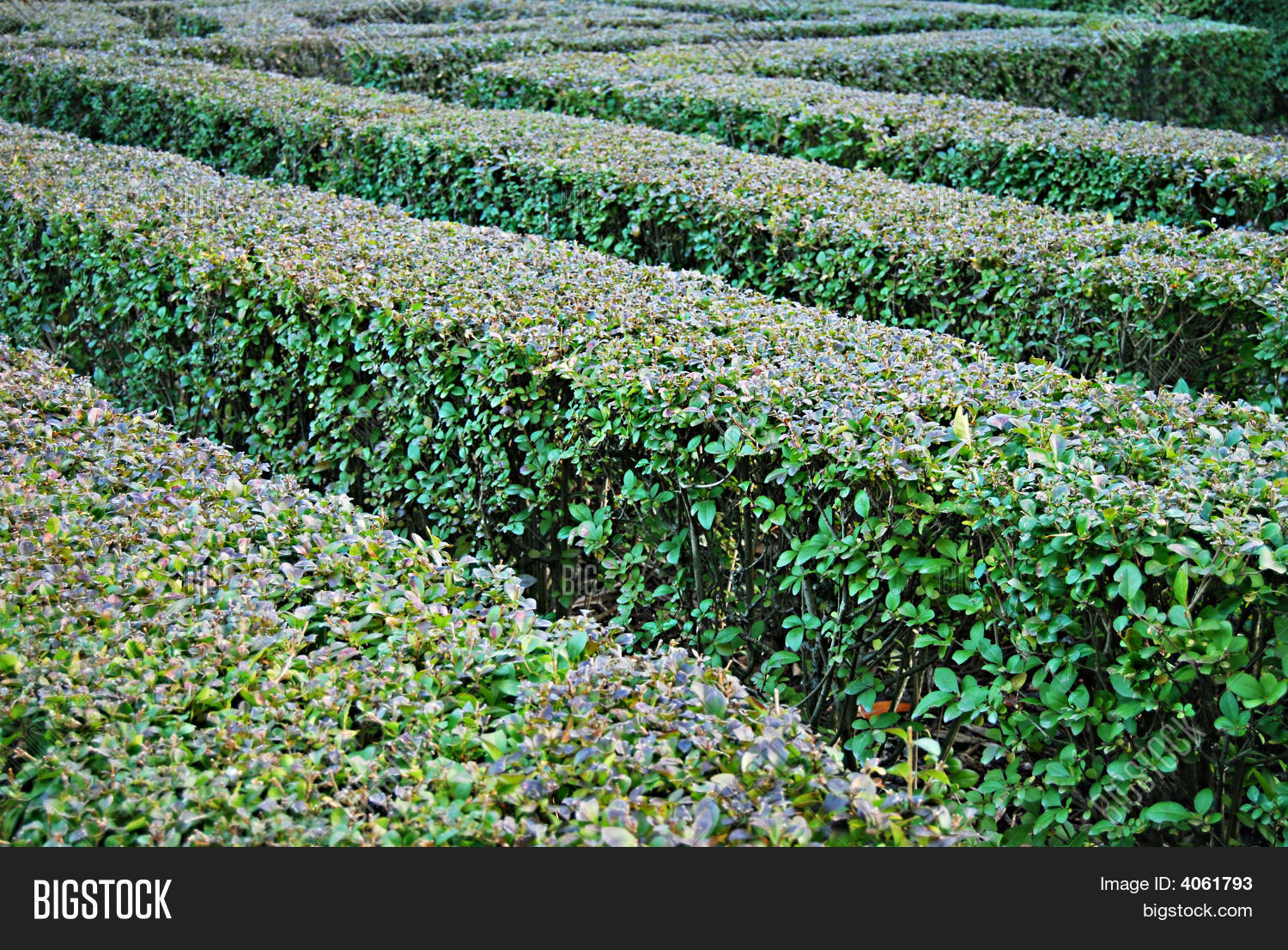 Bush Labyrinth Image & Photo (Free Trial) | Bigstock