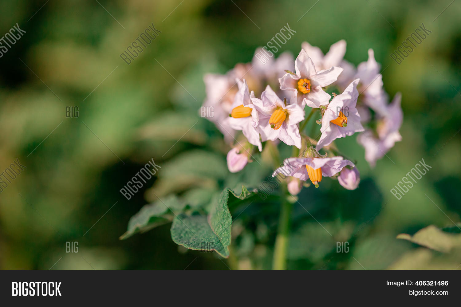 Potato Flowers Blossom Image & Photo (Free Trial) | Bigstock