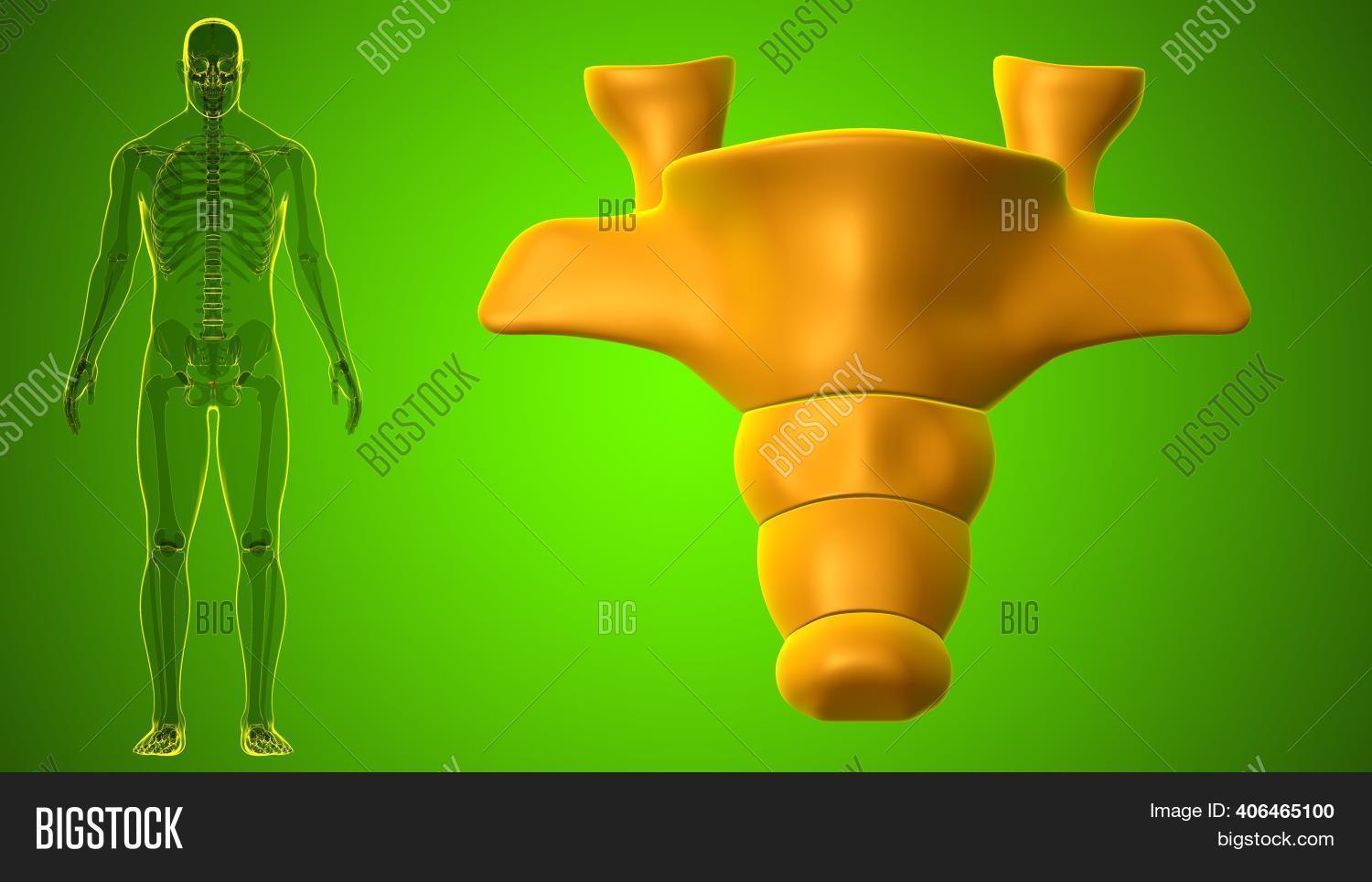 Human Skeleton Image & Photo (Free Trial) | Bigstock