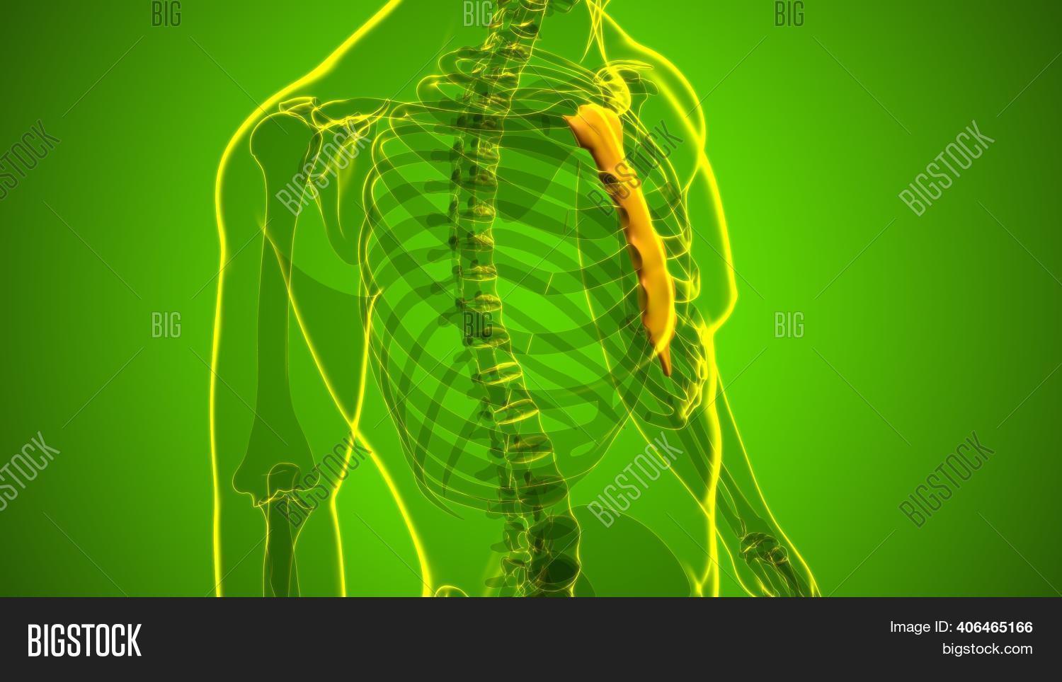 Human Skeleton Sternum Image & Photo (Free Trial) | Bigstock