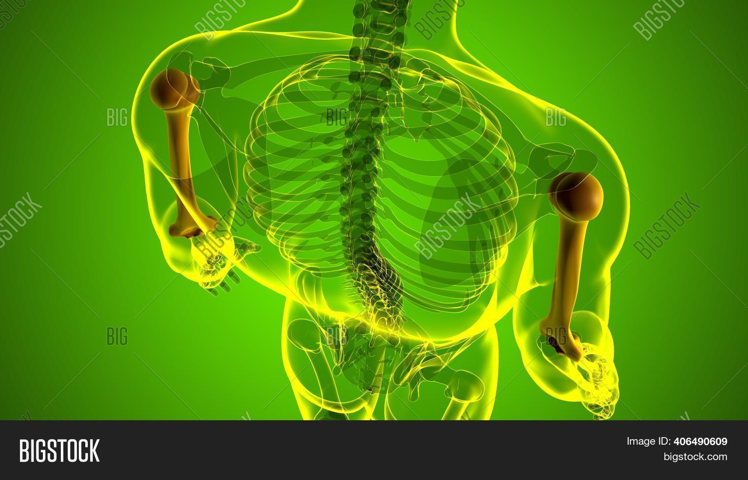 Human Skeleton Anatomy Image & Photo (Free Trial) | Bigstock