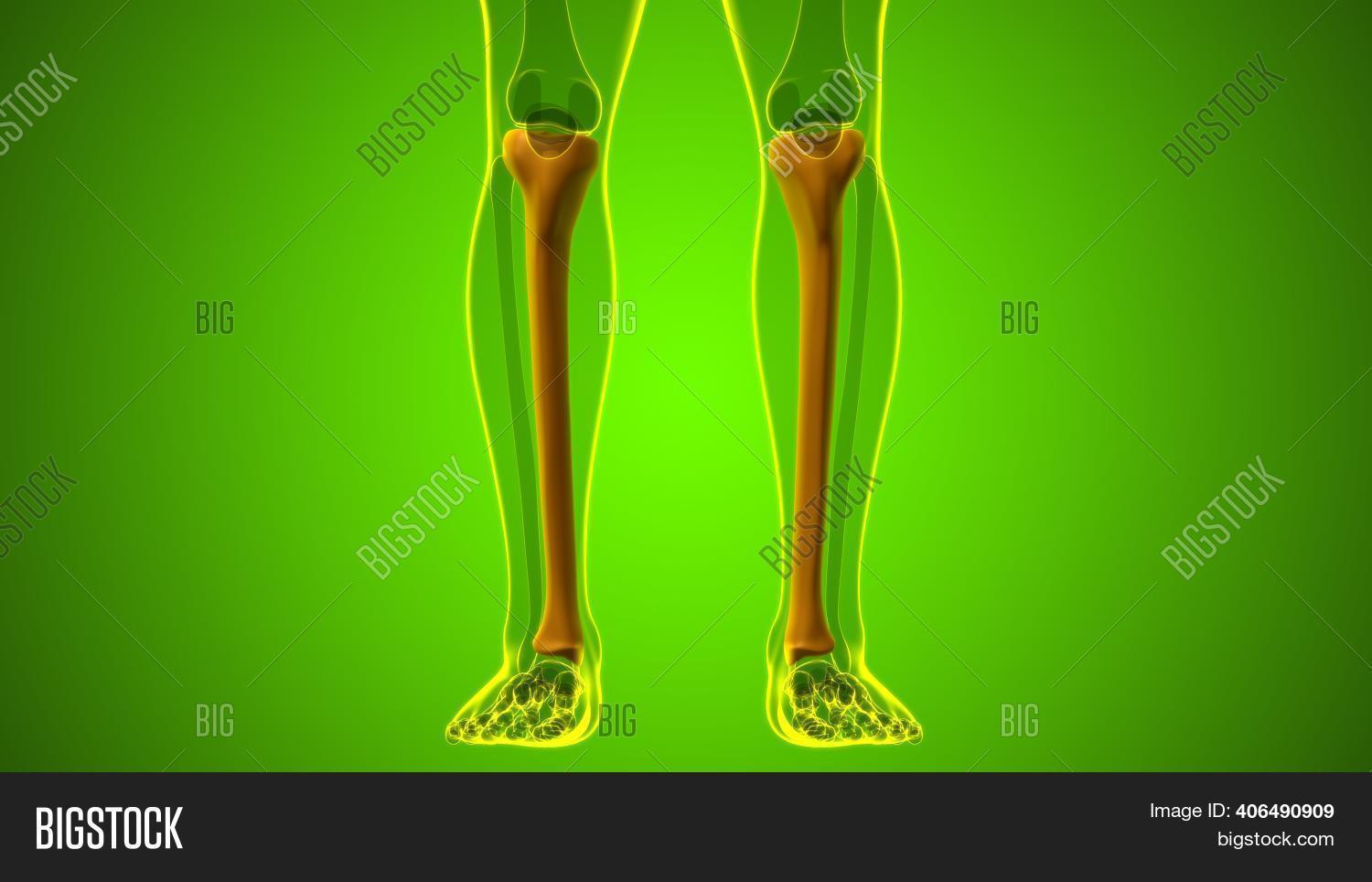 Human Skeleton Anatomy Image & Photo (Free Trial) | Bigstock