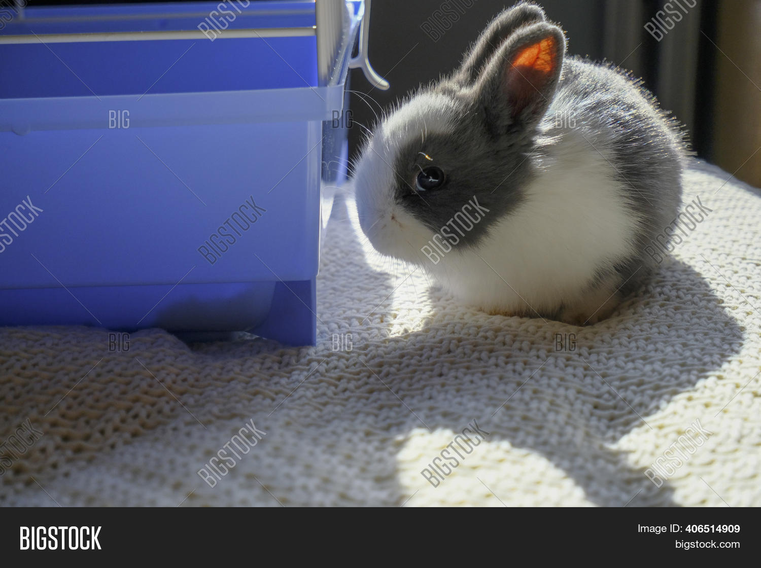 Adorable Fluffy 图片和照片（免费试用） | Bigstock