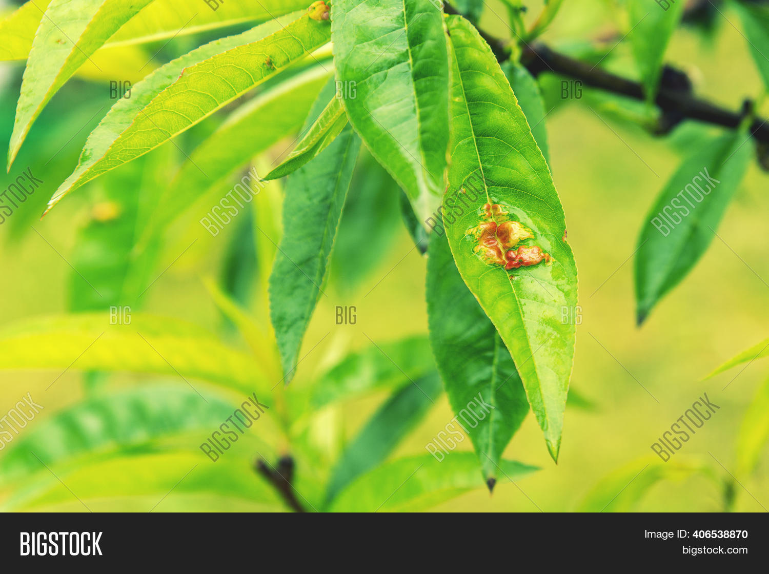 Leaves Peach Tree Red Image & Photo (Free Trial) | Bigstock