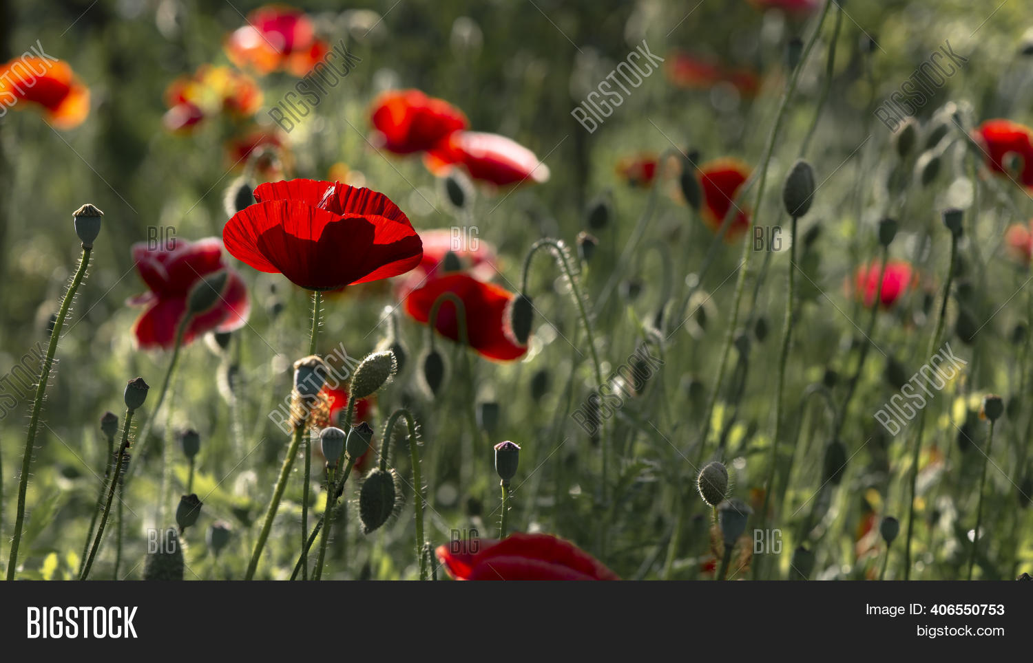 Poppy Buds All Their Image & Photo (Free Trial) | Bigstock
