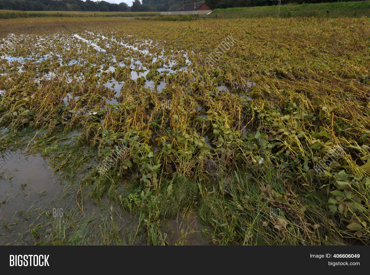 Flooded Field, Water Image & Photo (Free Trial) | Bigstock