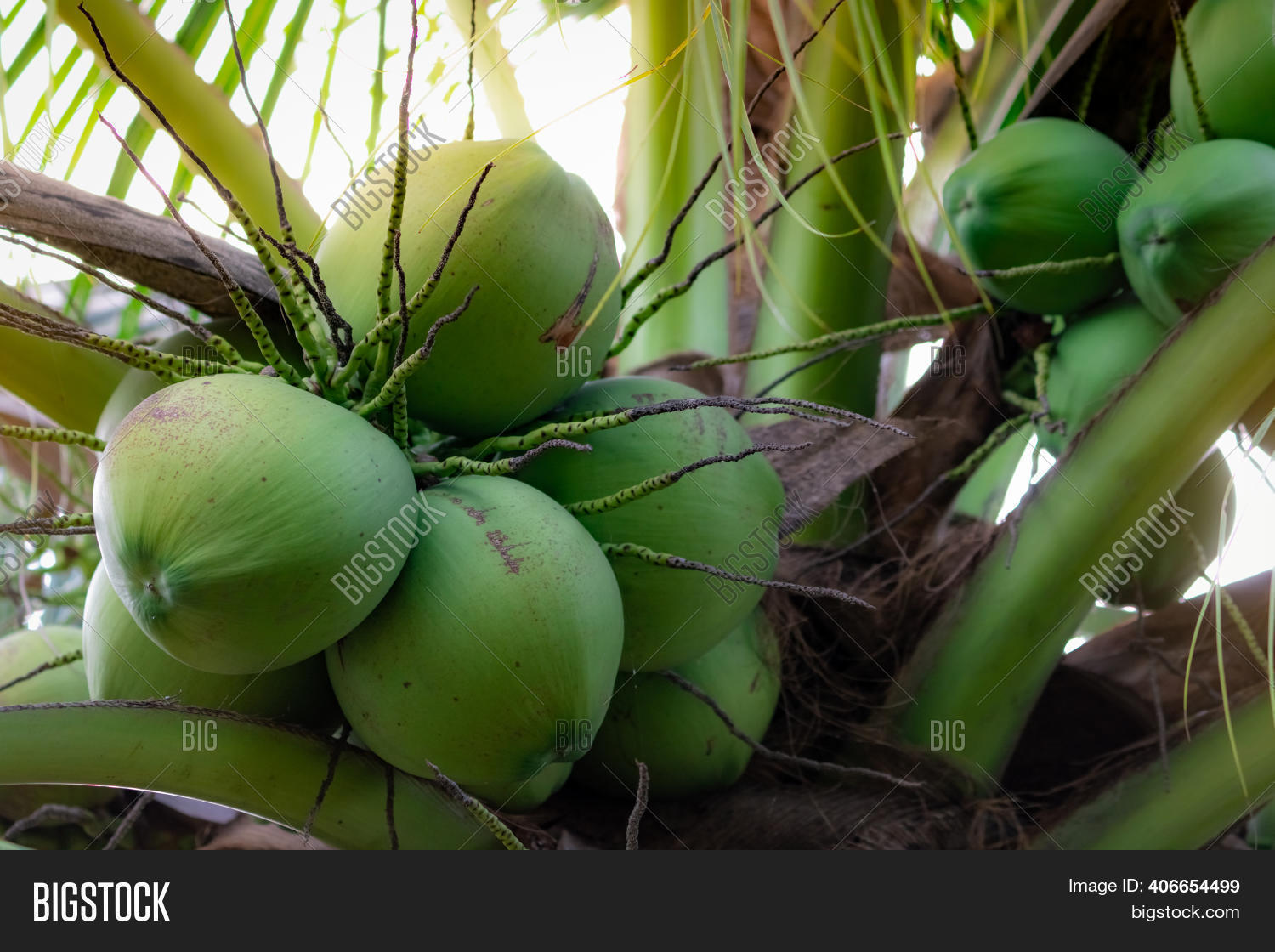 Bunch Coconut On Image & Photo (Free Trial) | Bigstock
