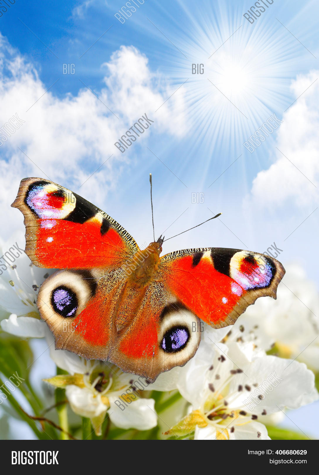 Butterfly Spring Image & Photo (Free Trial) | Bigstock