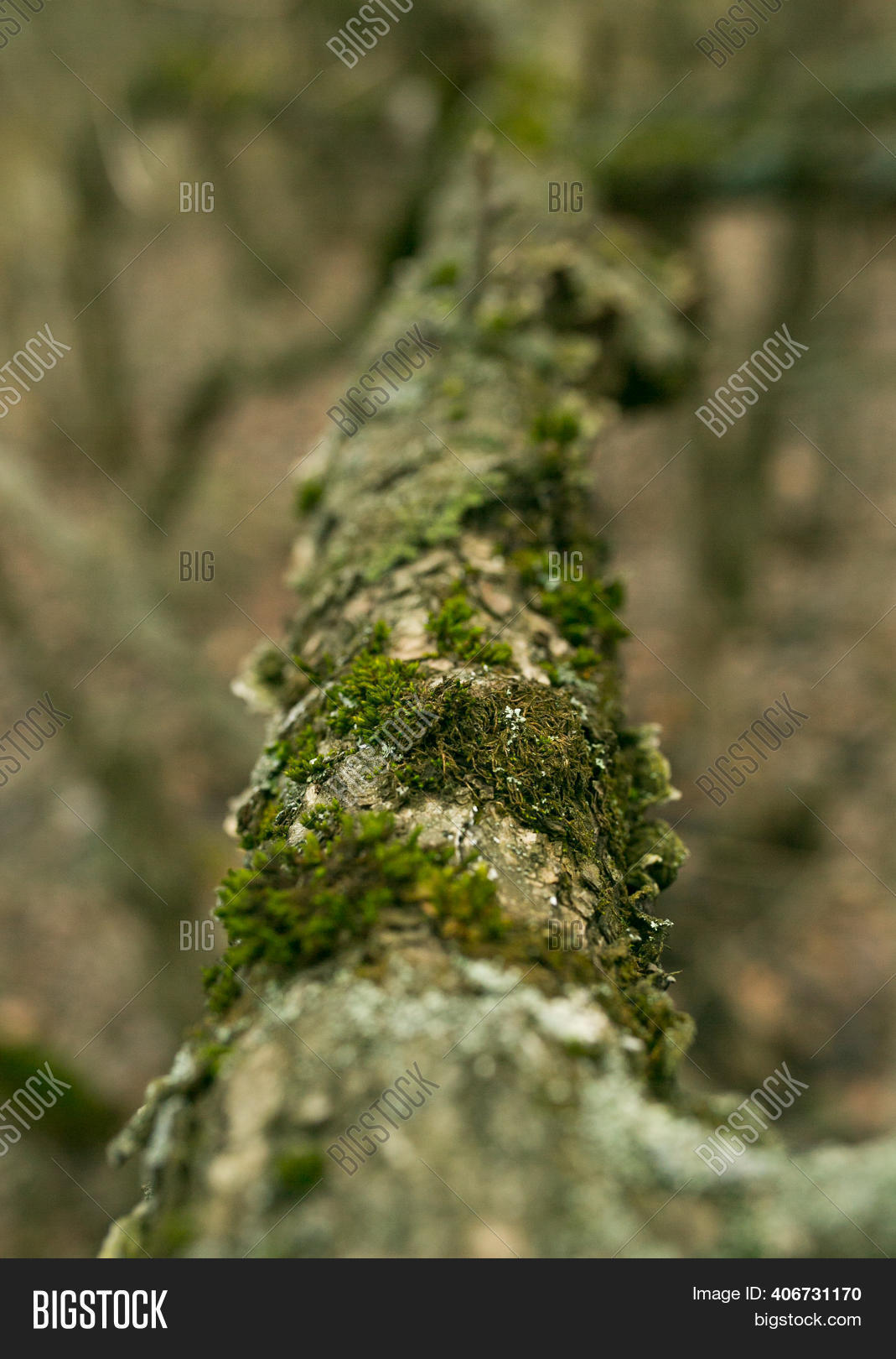 Green Lichen On Bark Image & Photo (Free Trial) | Bigstock