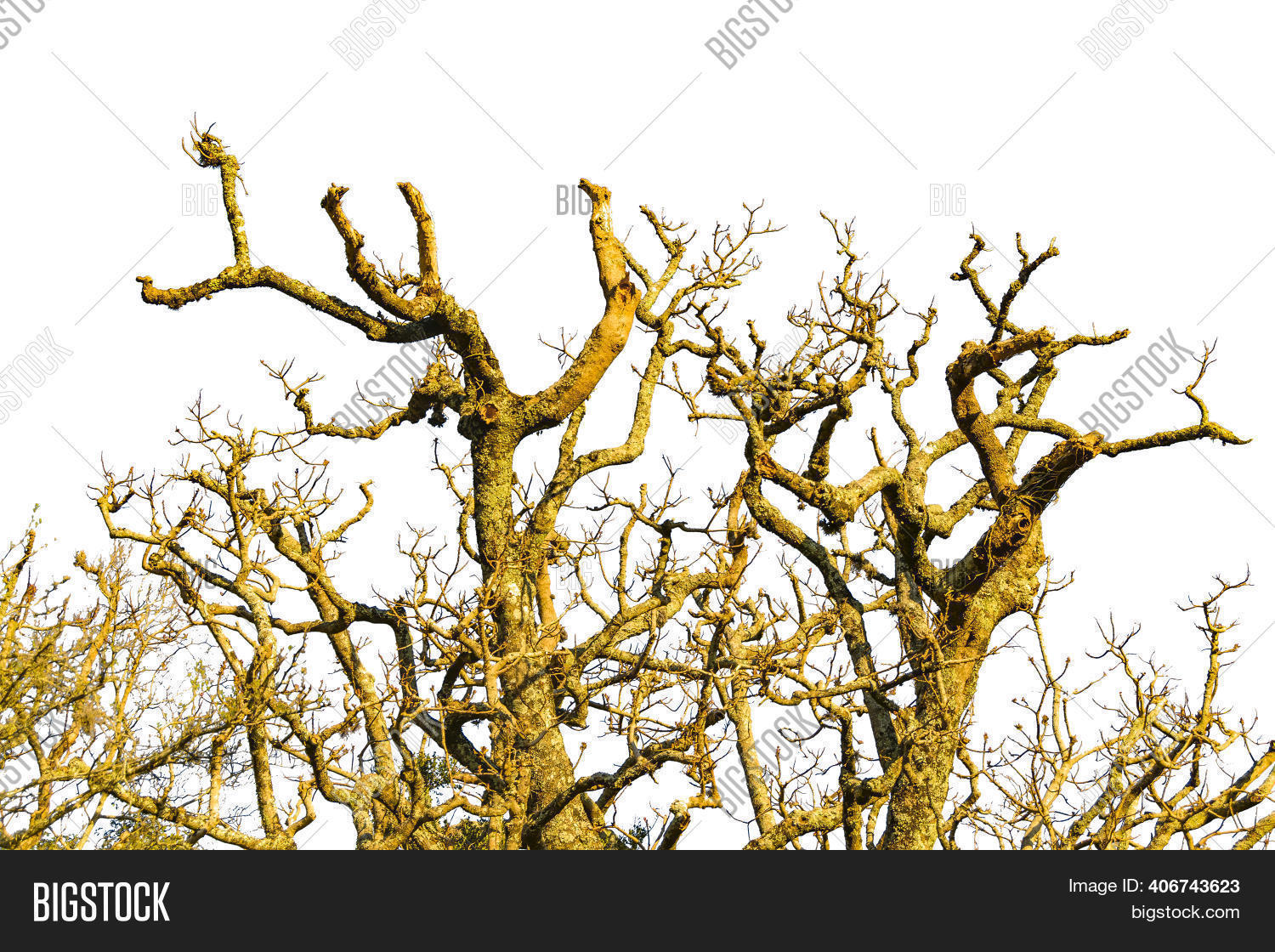 Ombu Tree Isolated Image & Photo (Free Trial) | Bigstock