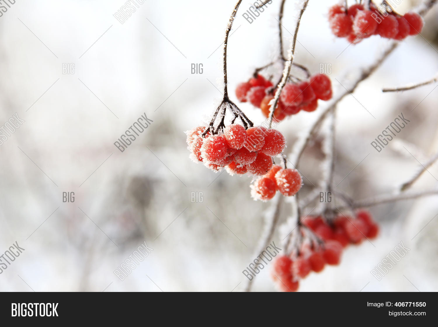 Winter Frozen Viburnum Image & Photo (Free Trial) | Bigstock