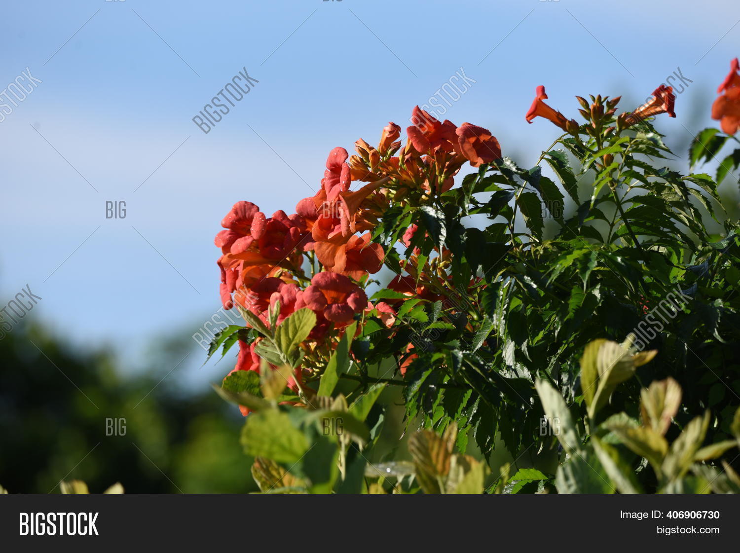 Chinese Trumpet Image & Photo (Free Trial) | Bigstock