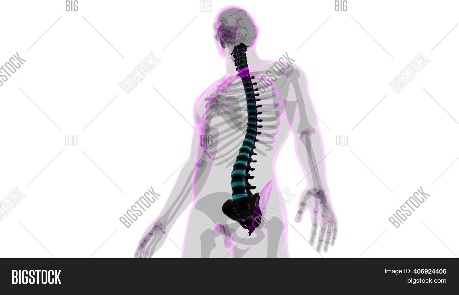 Human Skeleton Image & Photo (Free Trial) | Bigstock