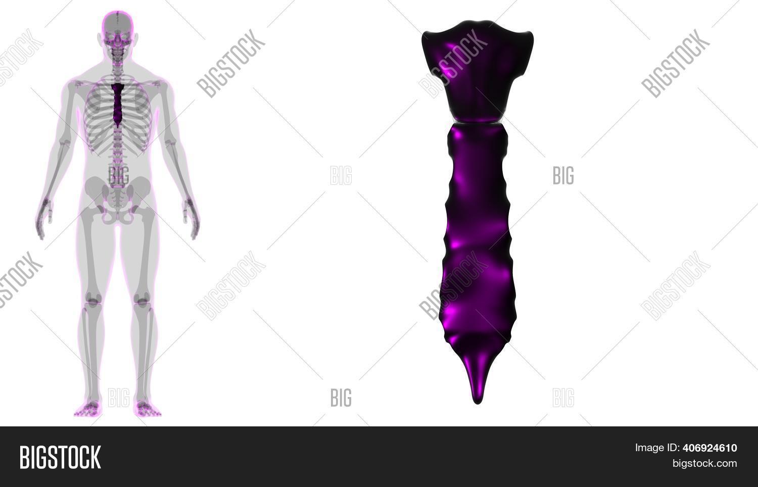 Human Skeleton Sternum Image & Photo (Free Trial) | Bigstock