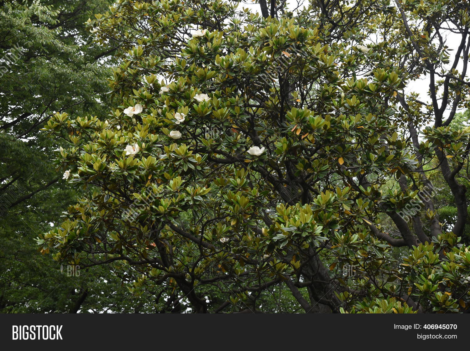 Southern Magnolia Image & Photo (Free Trial) | Bigstock