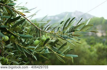 Sprig Olive Tree Olive Image & Photo (Free Trial) | Bigstock