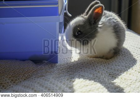 Adorable Fluffy 图片和照片（免费试用） | Bigstock