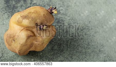 Deformed Ugly Potato Image & Photo (Free Trial) | Bigstock