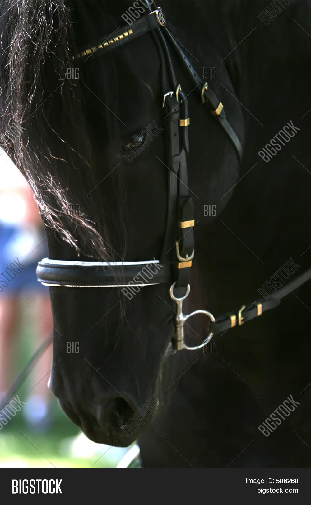Friesian Horse Head 1 Image & Photo (Free Trial) | Bigstock