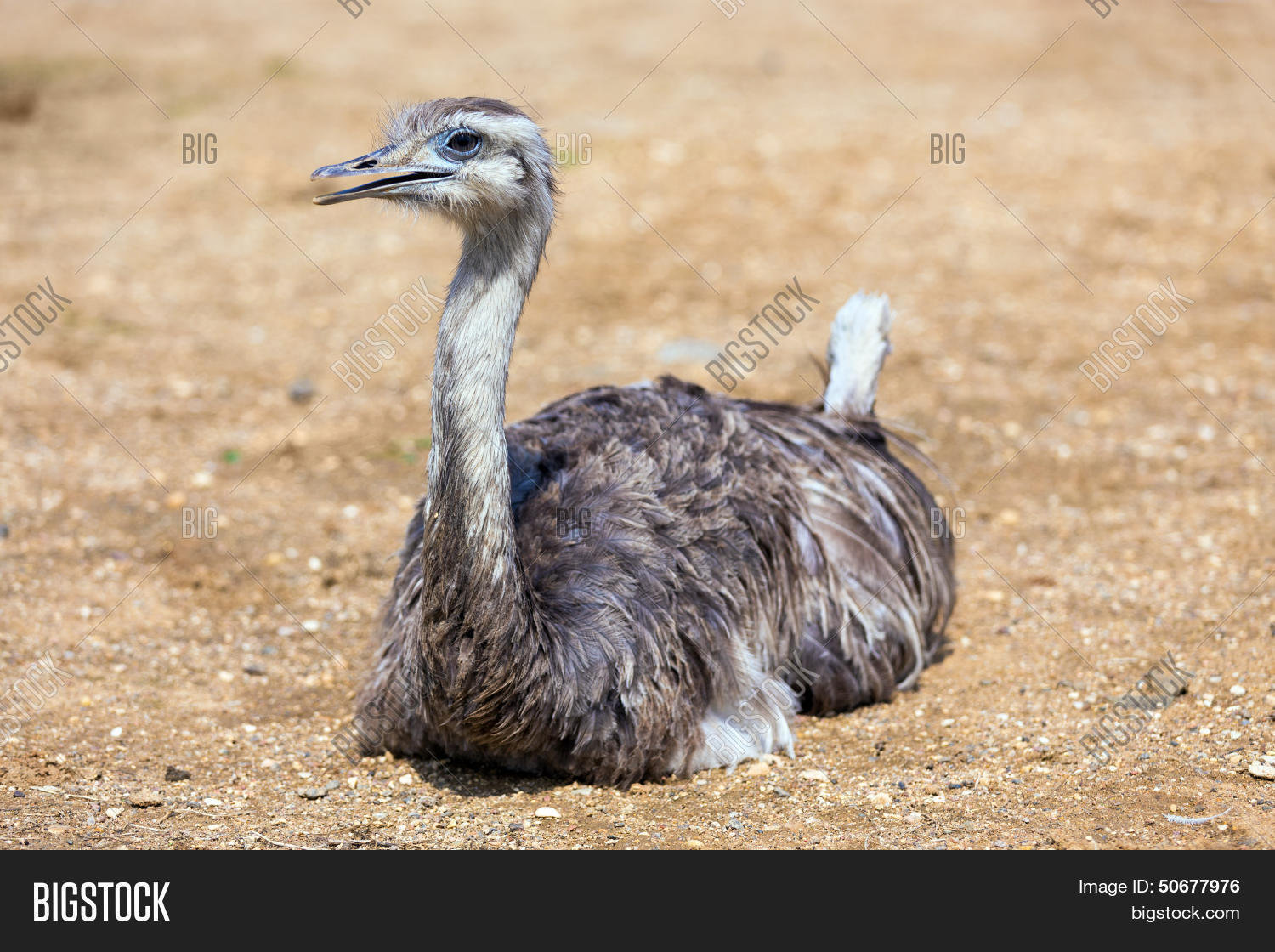 Greater Rhea Lying On Image & Photo (Free Trial) | Bigstock